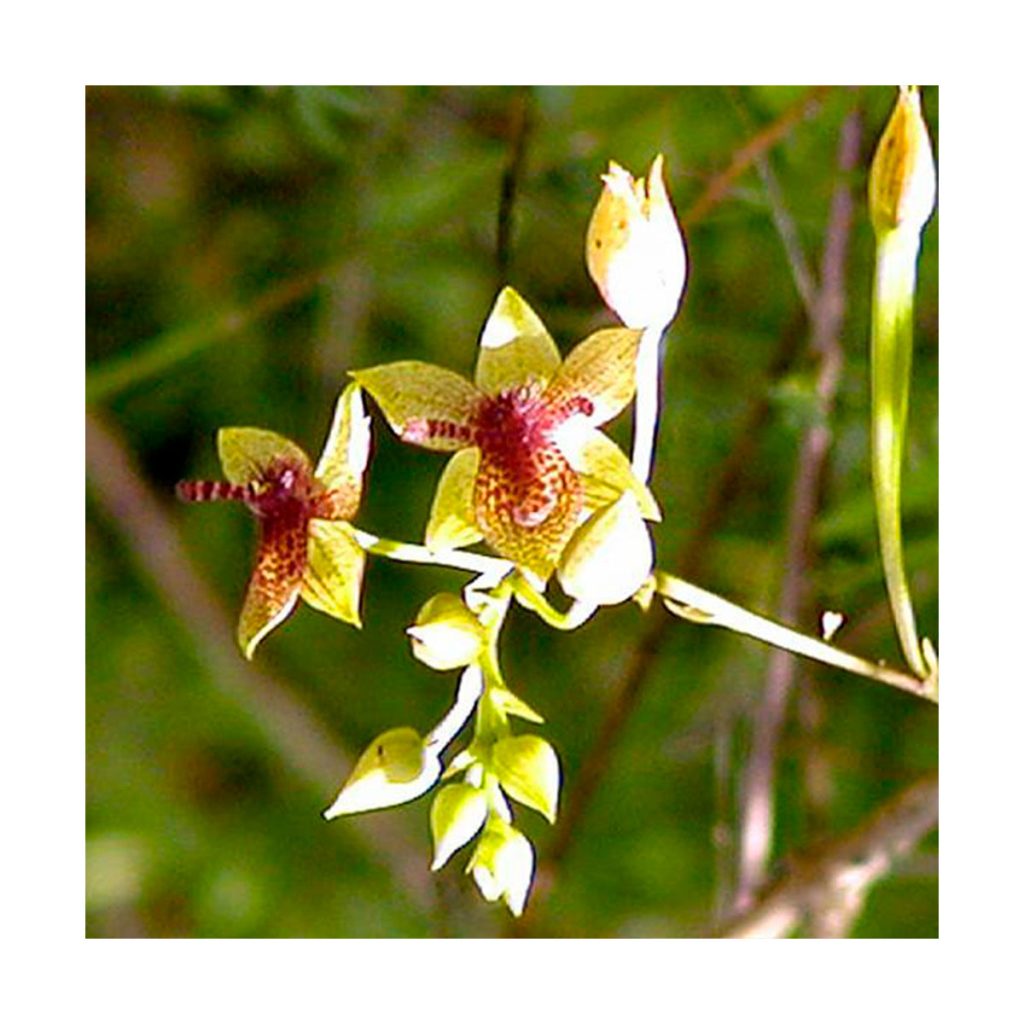 Nature Communion - Comunión con la naturaleza - Star Essences - Gaia ...