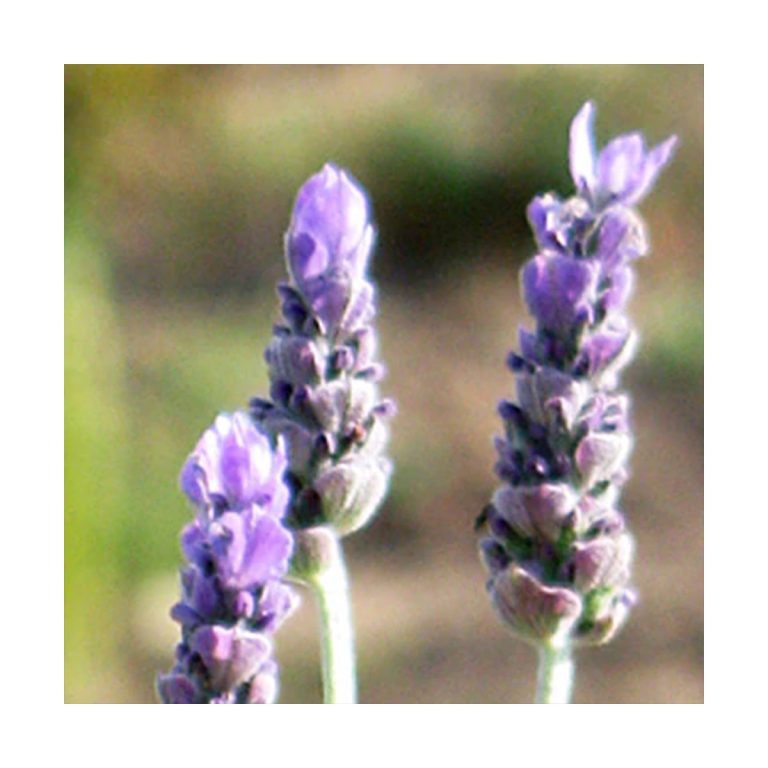 Lavender - Lavanda (Luz de luna llena) - Star Essence - Gaia Esencias