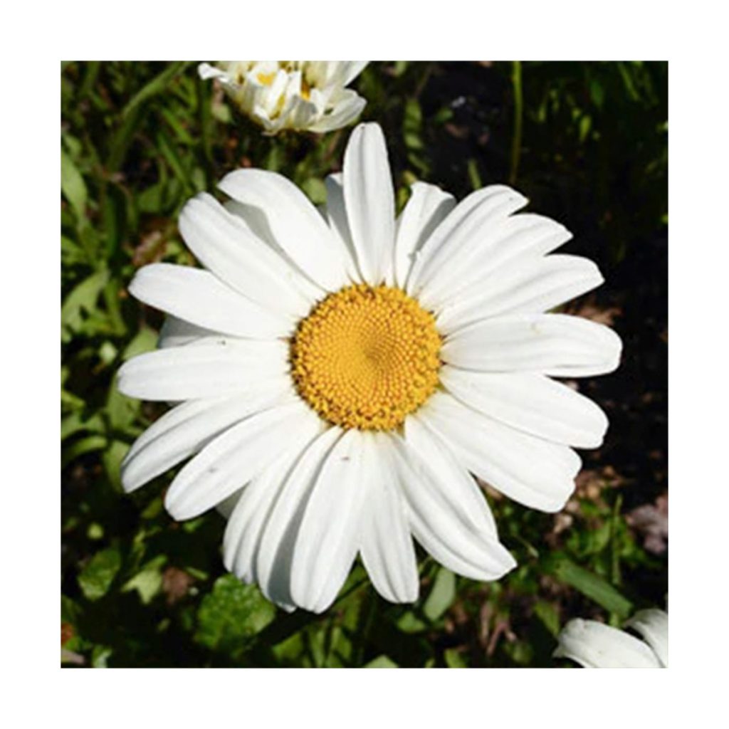 Shasta Daisy - Margarita (Mandala majestuoso) - Star Essences - Gaia ...