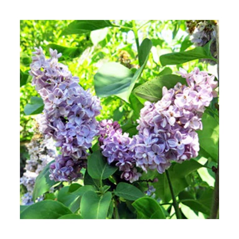 Lilac - Lila (Integración con el pasado) - Star Essences - Gaia Esencias