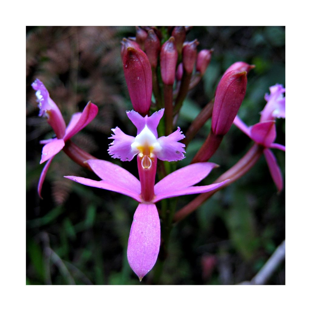 Orquídea Ángel - Sylfos - Gaia Esencias