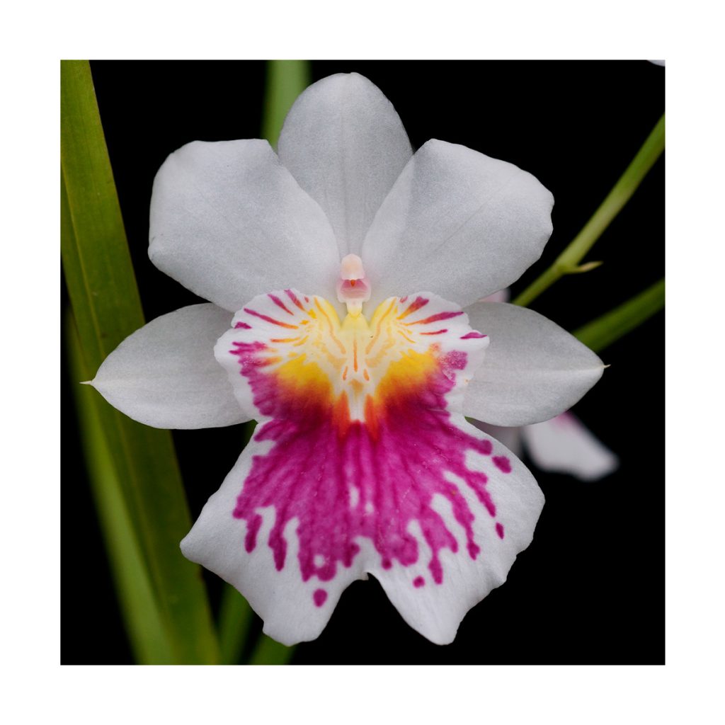 Orquídea del Ángel de la Guarda - Sylfos - Gaia Esencias