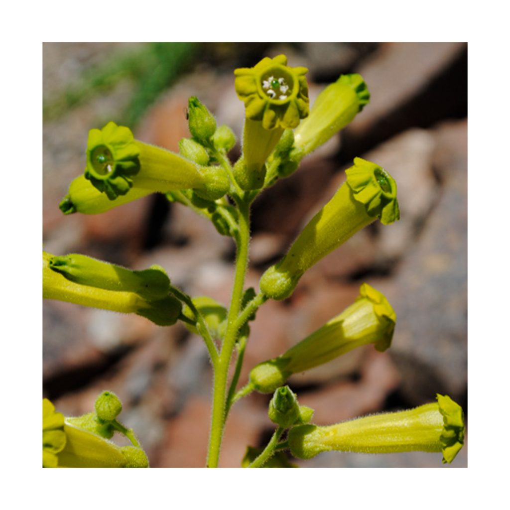 Tabaco Cimarron - Esencia Patagonia - Gaia Esencias