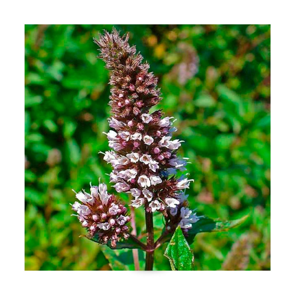 Peppermint - Menta - Gaia Esencias