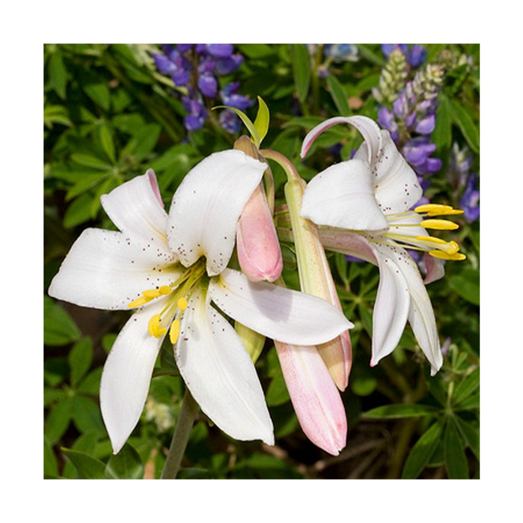 Shasta Lily (Lirio Shasta) - Gaia Esencias