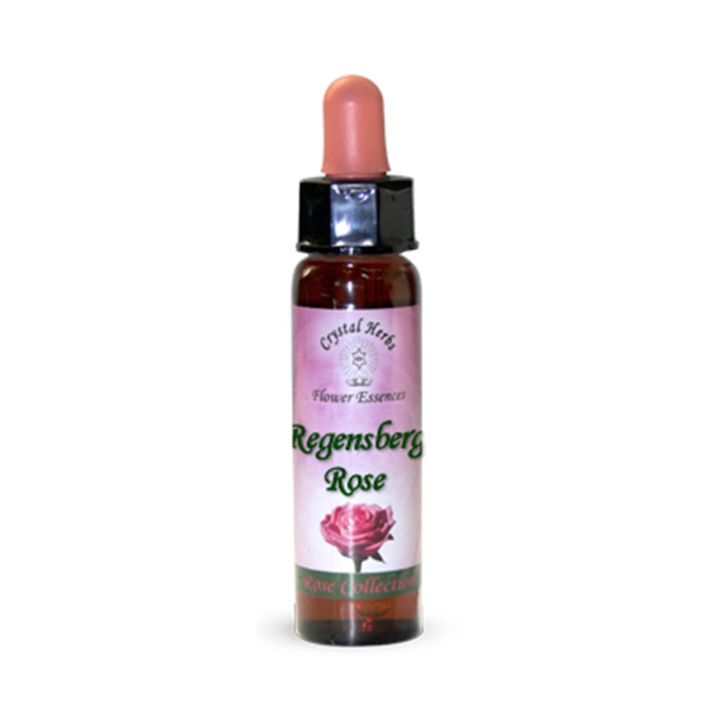 Regensberg Rose (Rosa Regensberg) - Crystal Herbs - Gaia Esencias