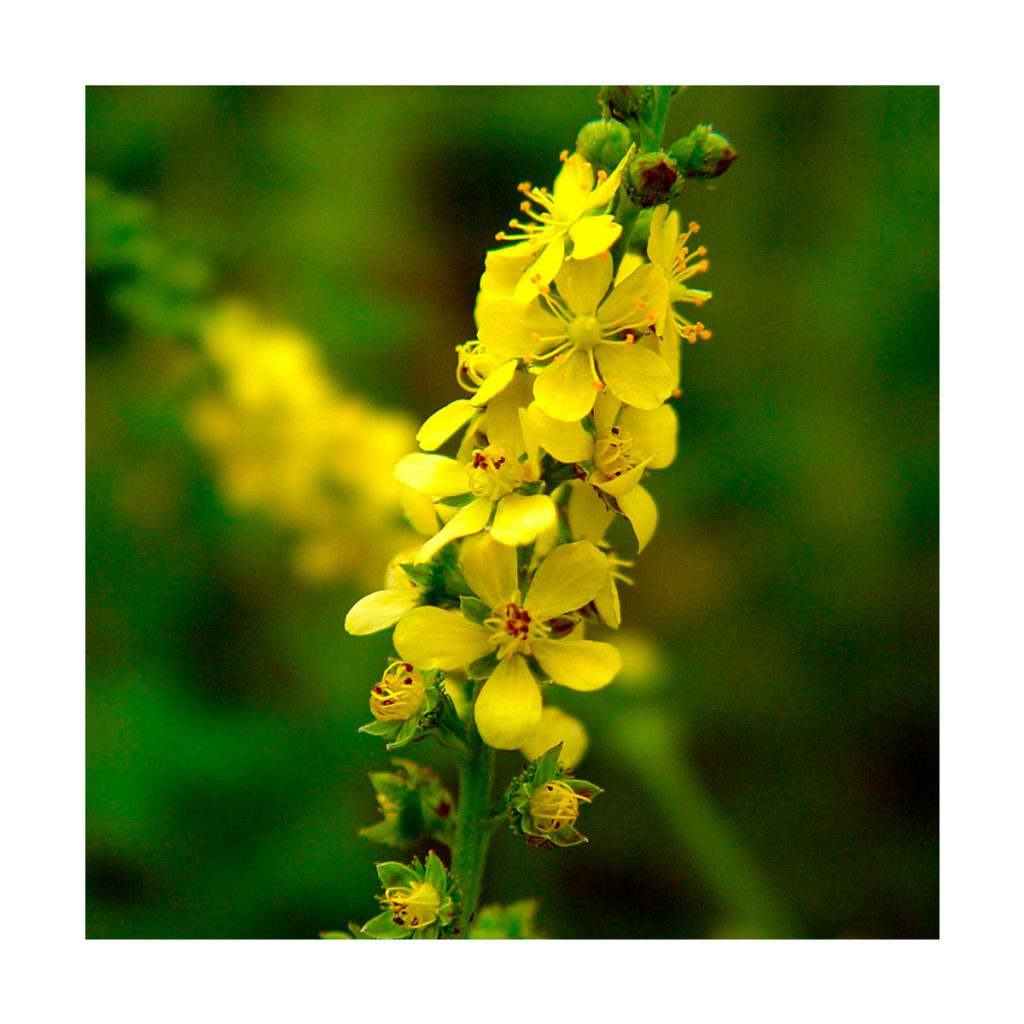 Agrimony - Flores de Bach - Gaia Esencias