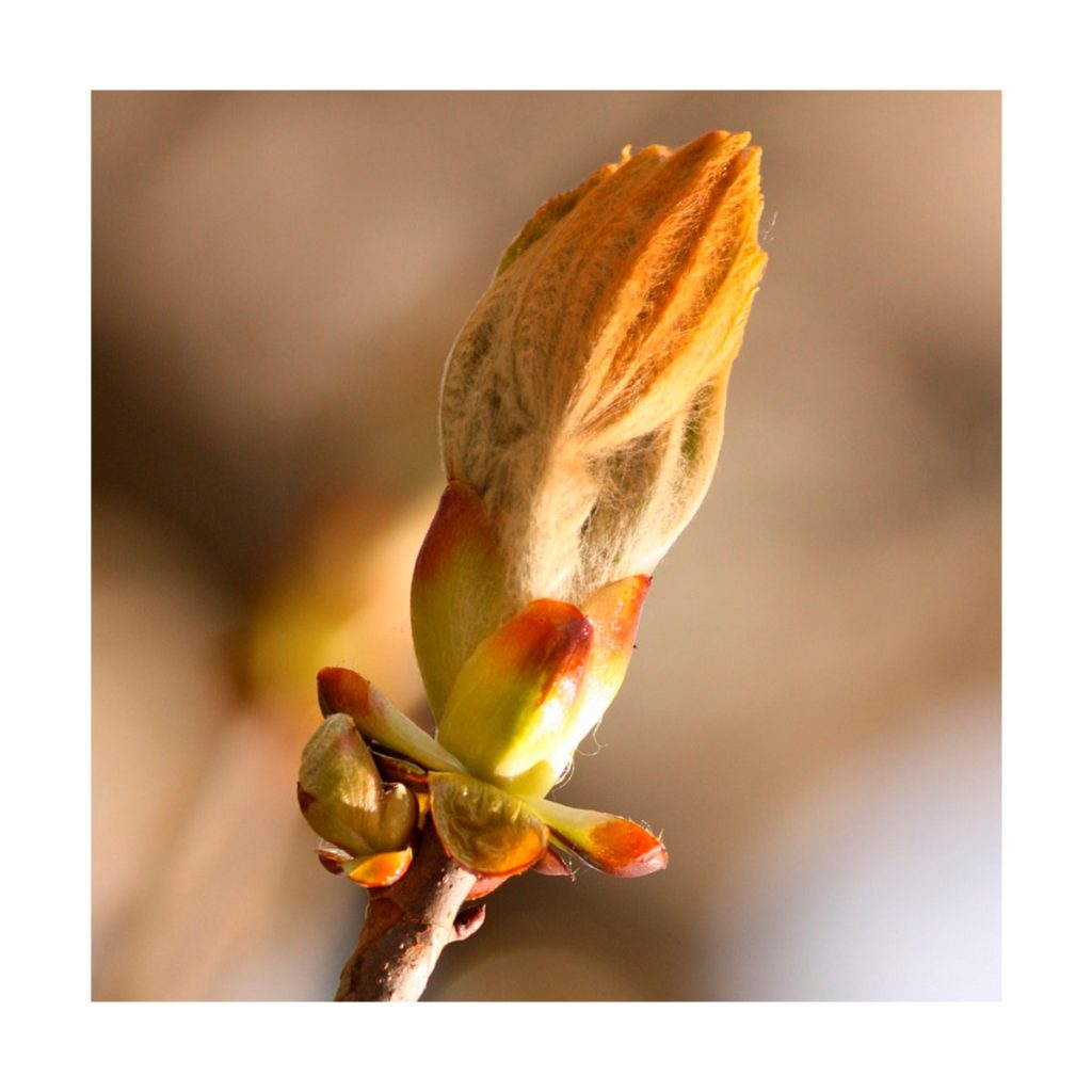 Chestnut Bud - Flores de Bach - Gaia Esencias