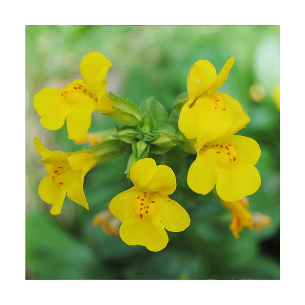Mimulus - Flores de Bach - Gaia Esencias