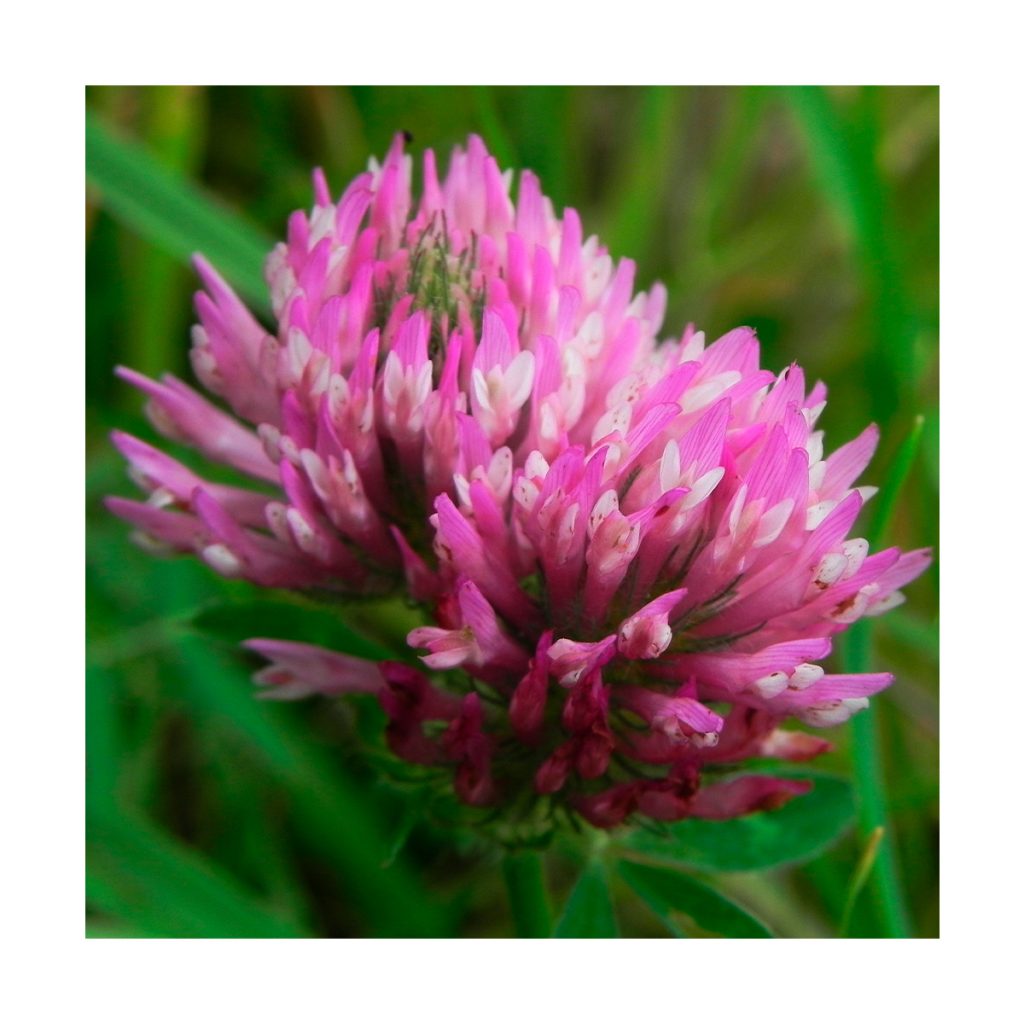 Red Clover (Trébol rojo) - Gaia Esencias