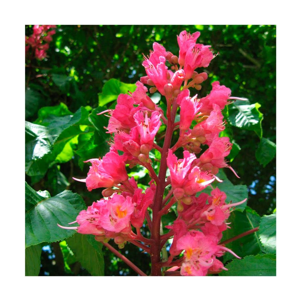 Red Chestnut - Flores de Bach - Gaia Esencias