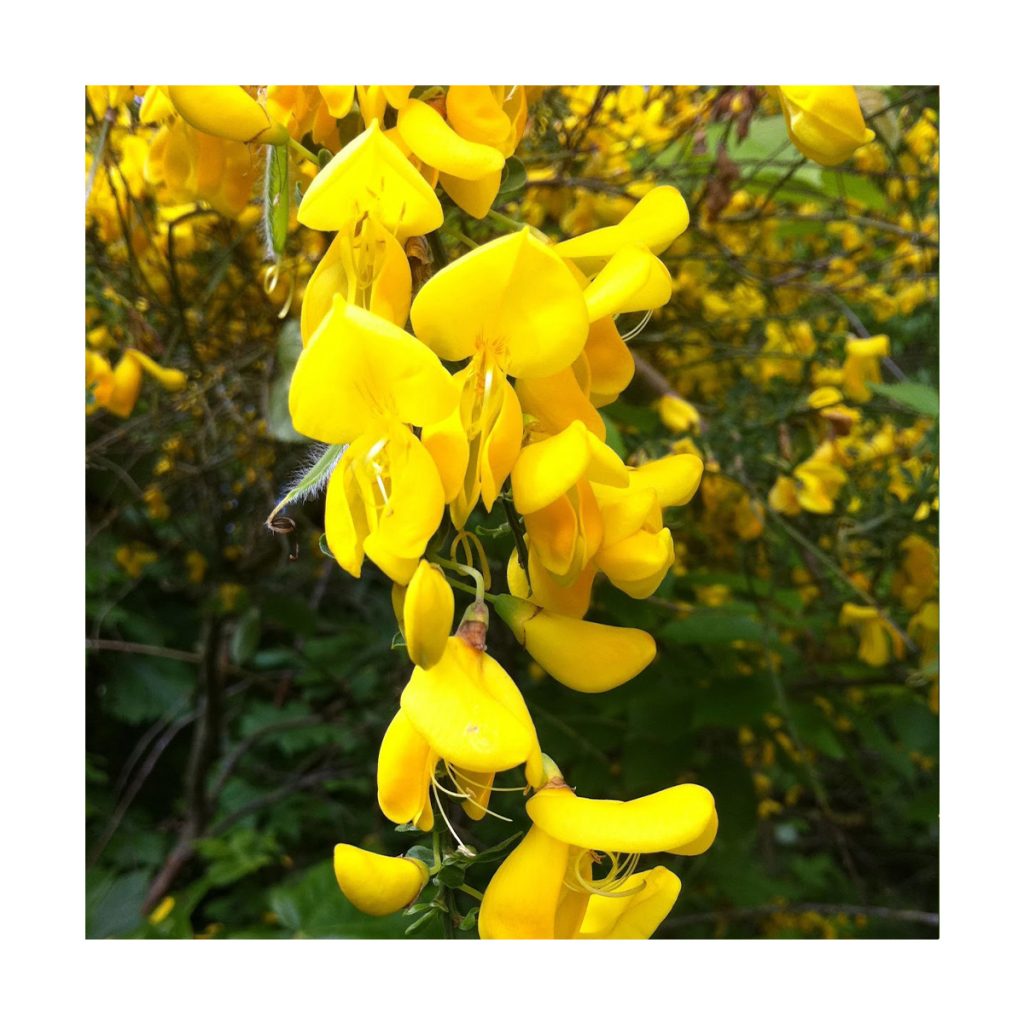 Scotch Broom (Retama) - Gaia Esencias