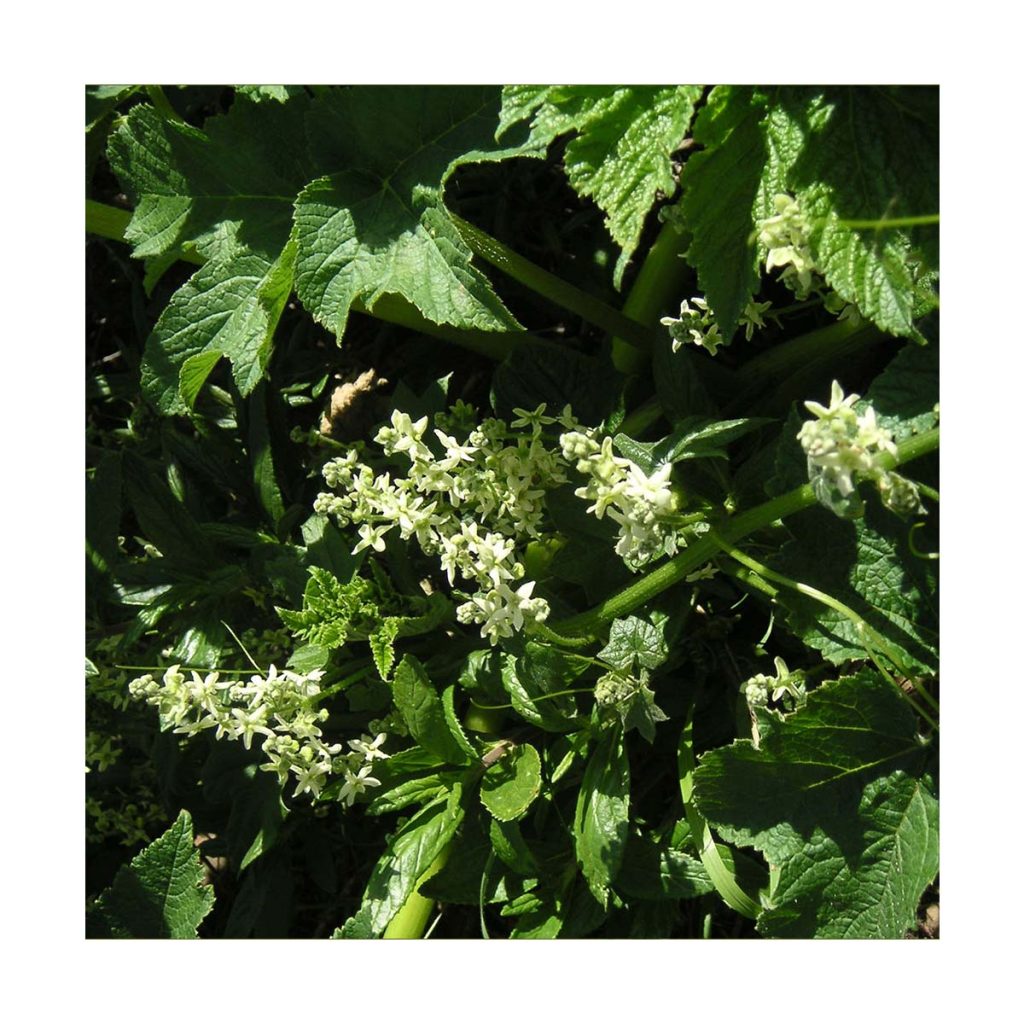 Vine - Flores de Bach - Gaia Esencias