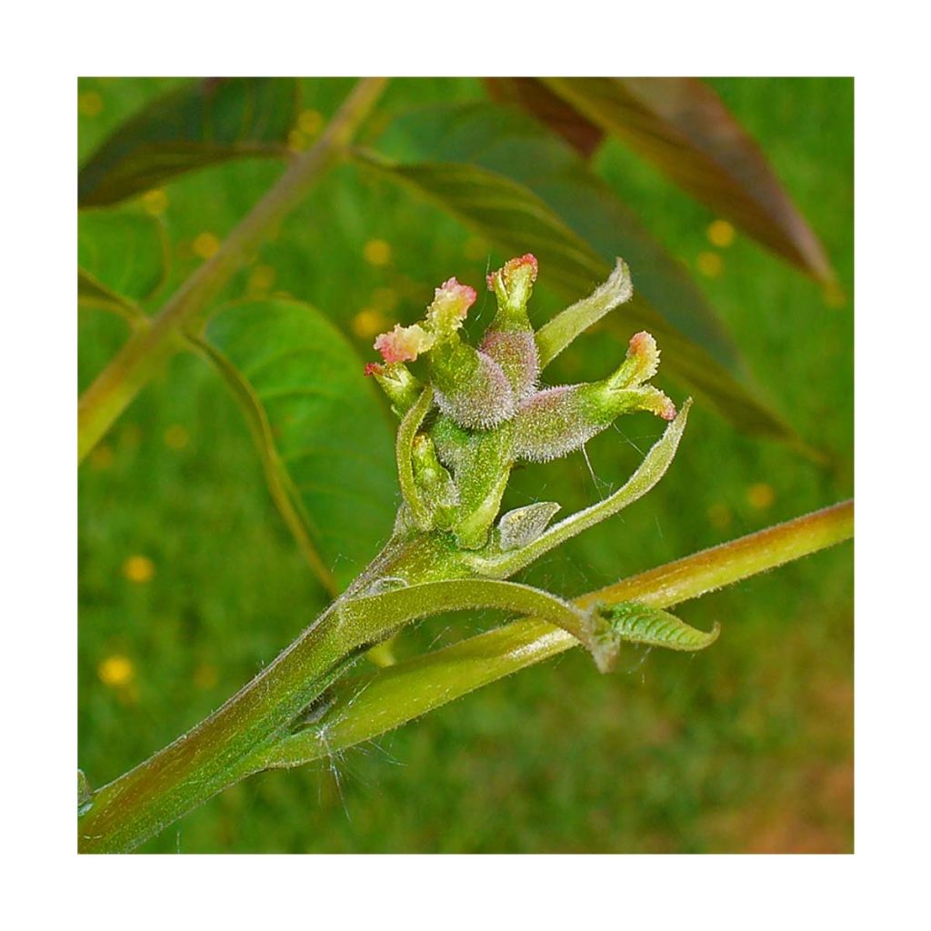 Walnut - Flores de Bach - Gaia Esencias