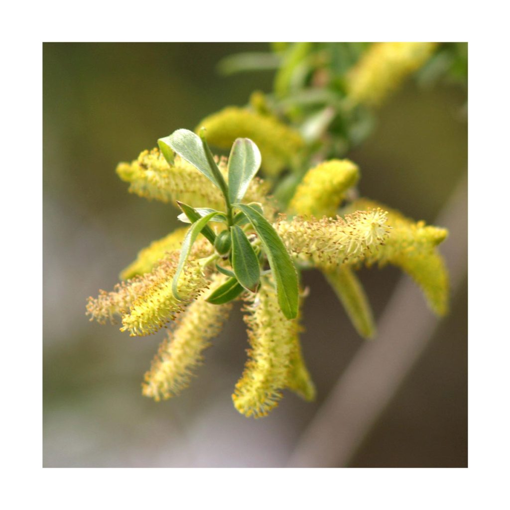 Willow - Flores de Bach - Gaia Esencias